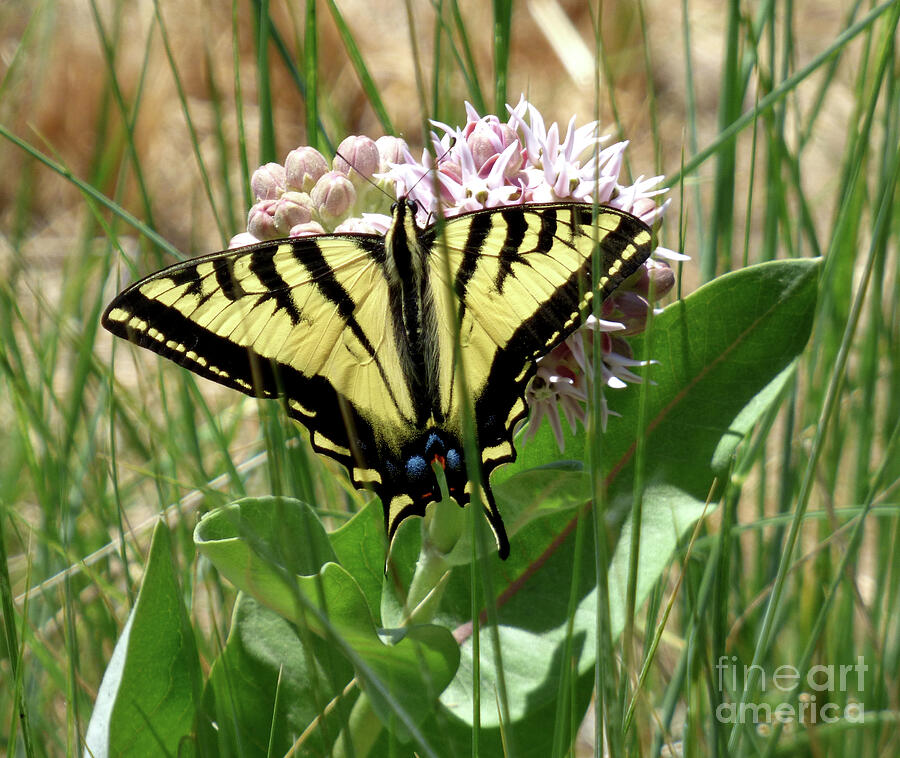 Common Yellow Swallowtail Butterfly Wingspread Photograph by Charles Robinson - Fine Art America