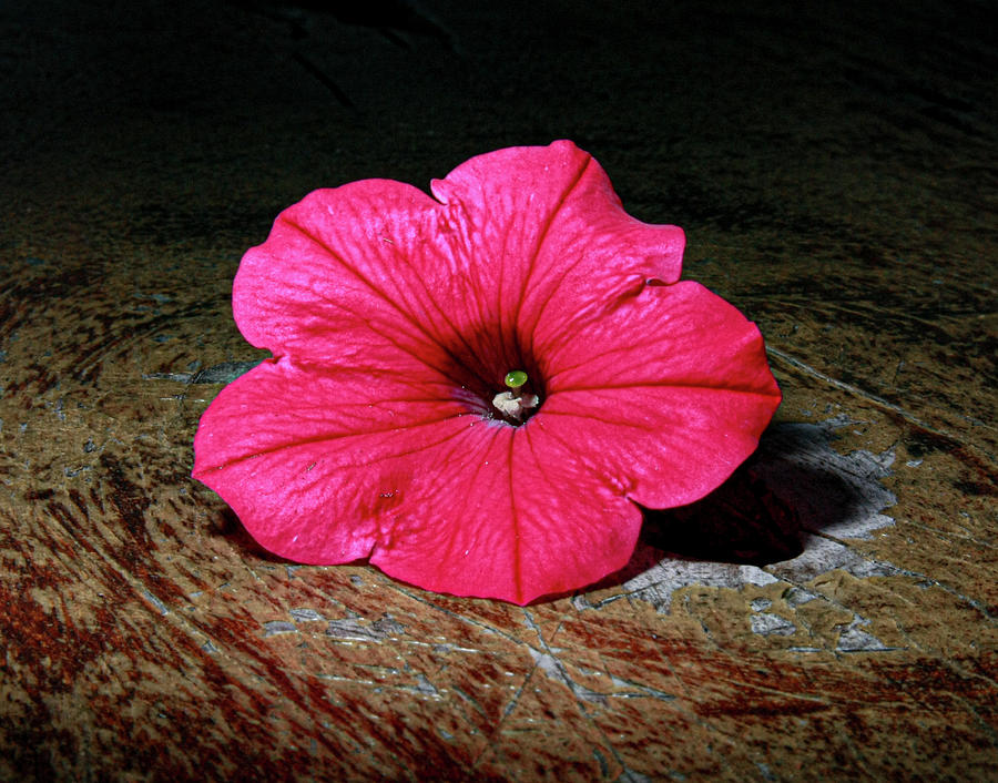 Compass Flower Photograph by Courtney | Fine Art America