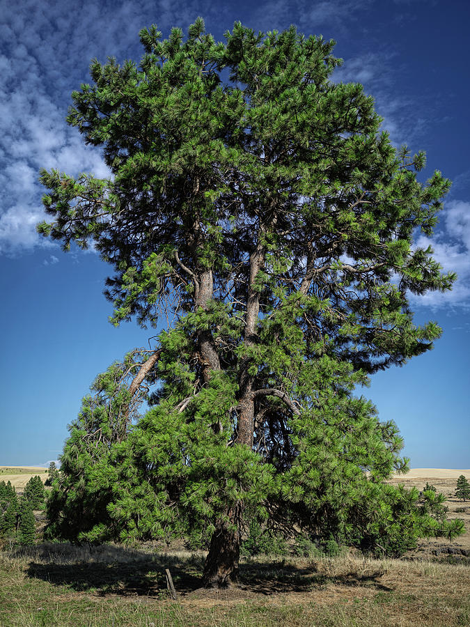 Complex Pine Tree Photograph by David Sams - Pixels