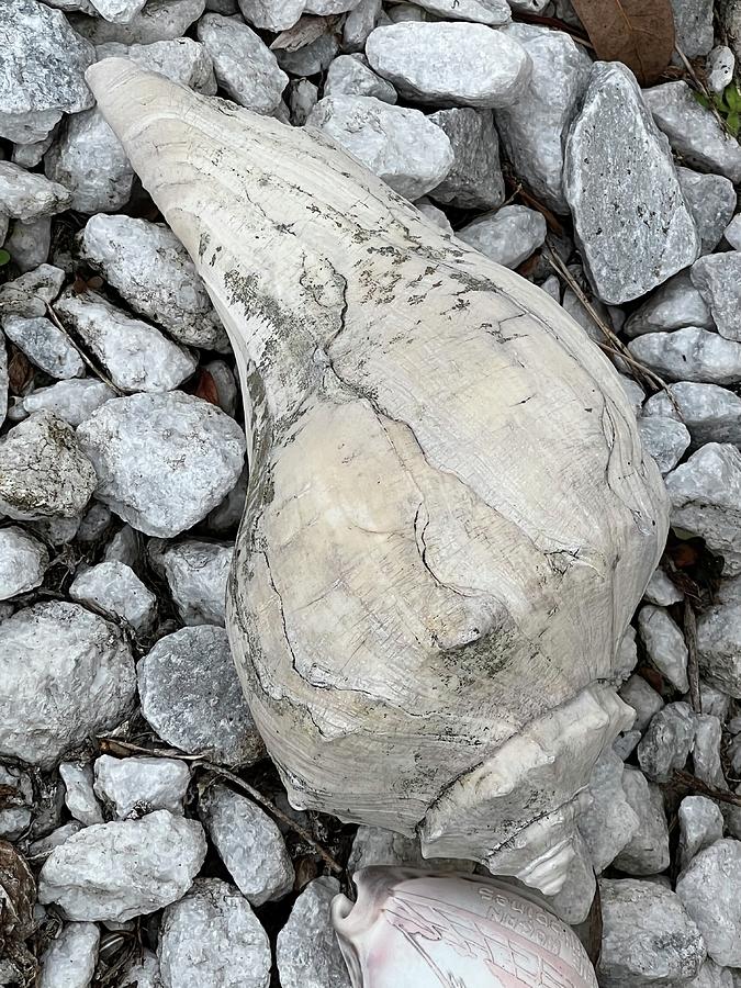 Conch shell Photograph by Linda Thacker - Pixels