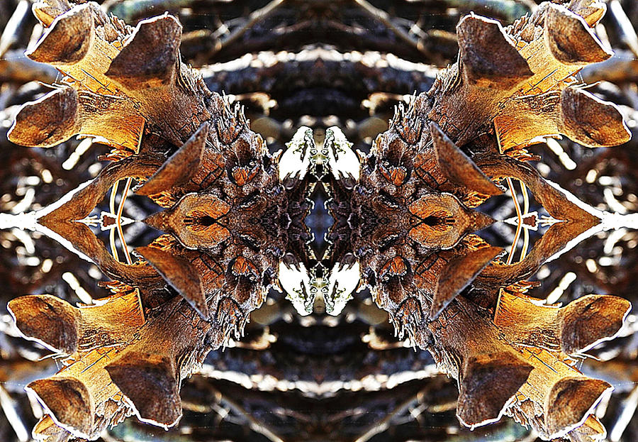 Cone Cross Photograph by Sherrie Hall - Fine Art America