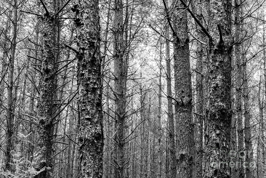 Conifer Forest Photograph by Hanjo Hellmann | Fine Art America