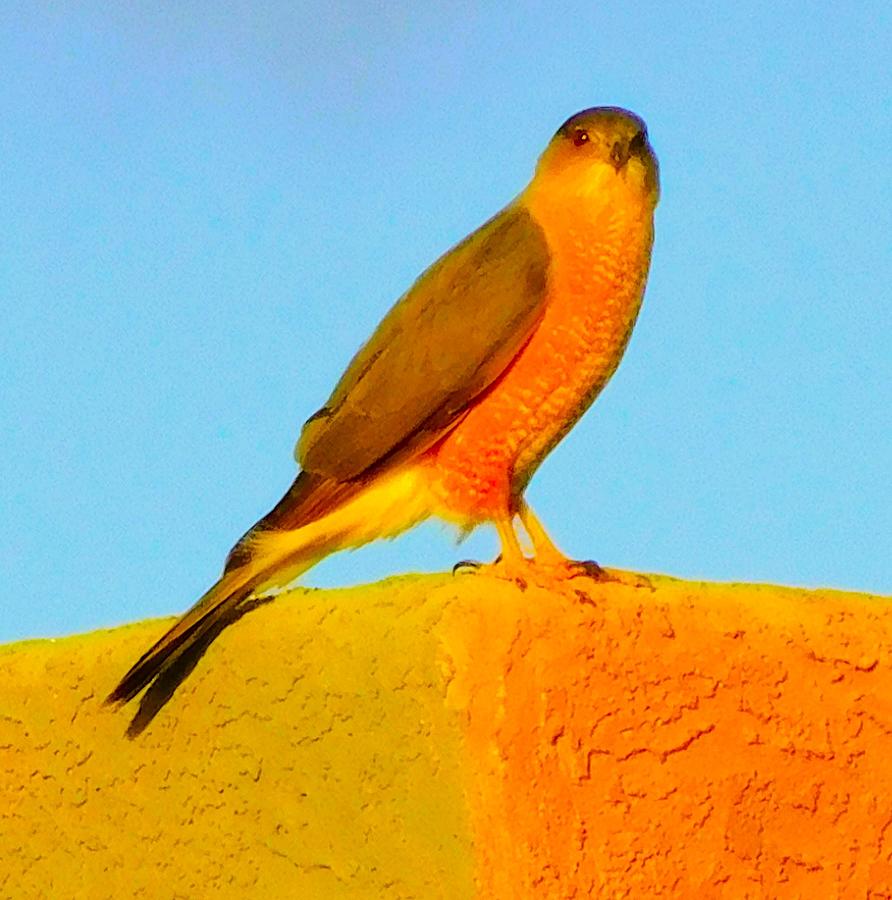 Cooper's Hawk at Sunset 3-18-2023 Photograph by Mario G Rivera - Fine ...