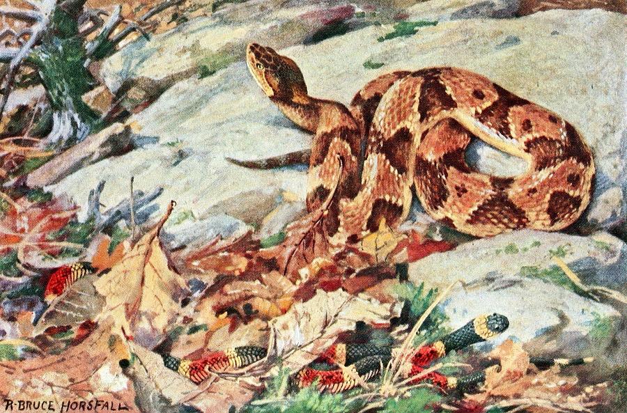 Copperhead And Coral Snake Drawing by Robert Bruce Horsfall American ...