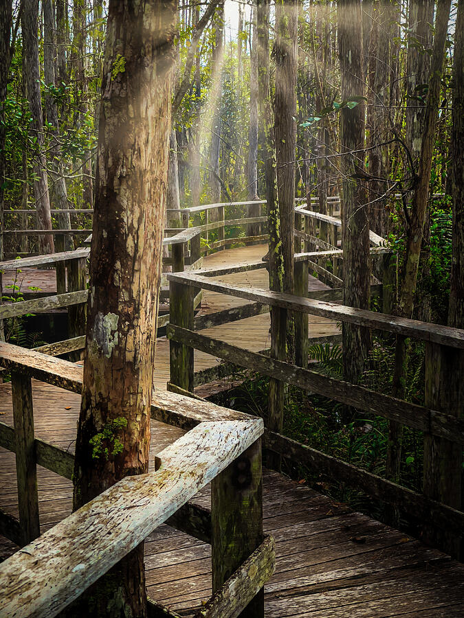 Corkscrew Sanctuary Boardwalk Photograph by Galen Mills - Fine Art America