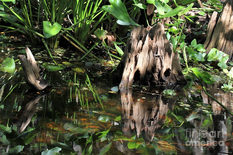 Corkscrew Swamp Sanctuary Photograph by Donald Sawin - Fine Art America