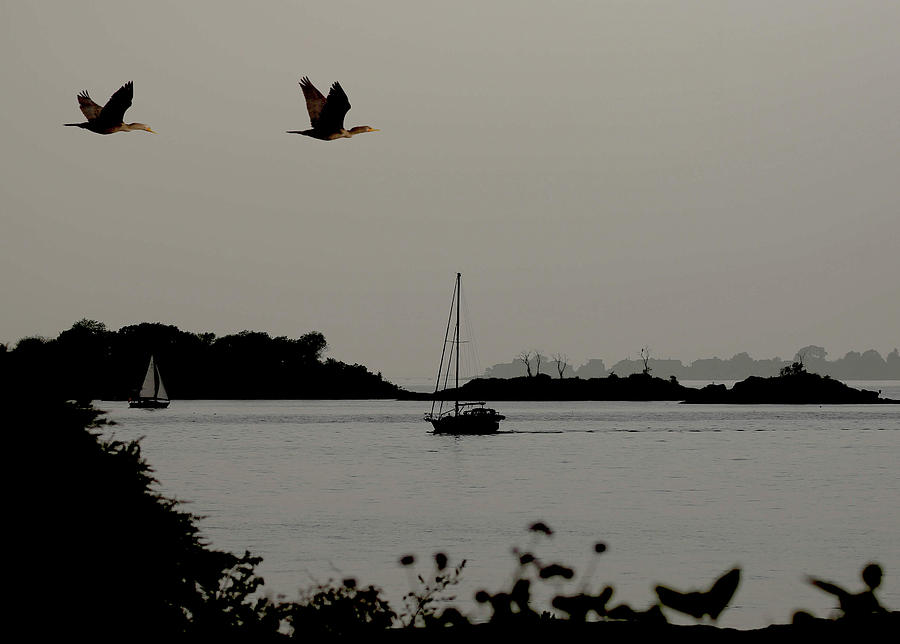 Cormorants in Mystic Digital Art by Janet Argenta - Fine Art America