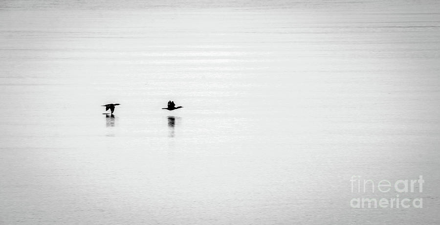Cormorants Up Down Bw 2020 Photograph By Michael Ziegler Fine Art