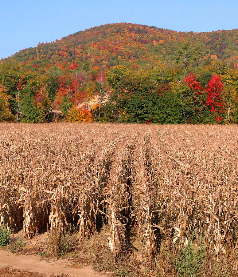 Corn Fields In Fall Photograph by Andrea Lowery - Pixels