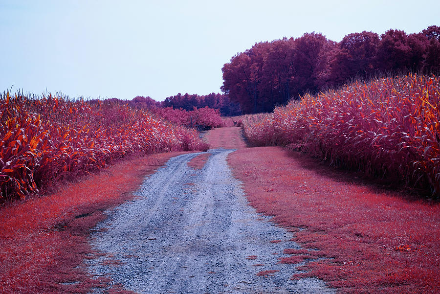 Cornfields in Red Photograph by Gary Radford - Pixels