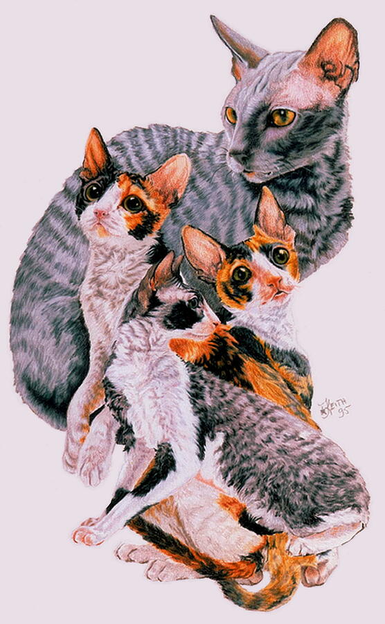 Cornish Rex Collage Drawing by Barbara Keith - Fine Art America