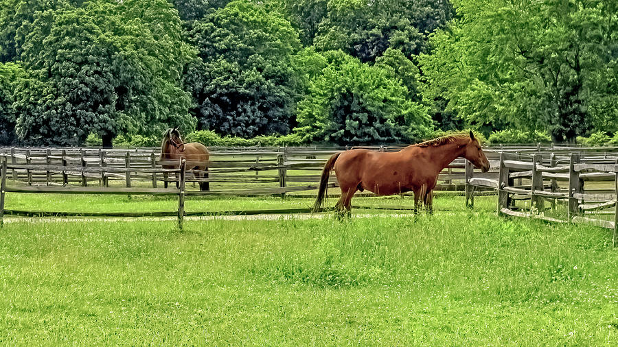 Corralled Horses Photograph by Keith Rossein - Fine Art America