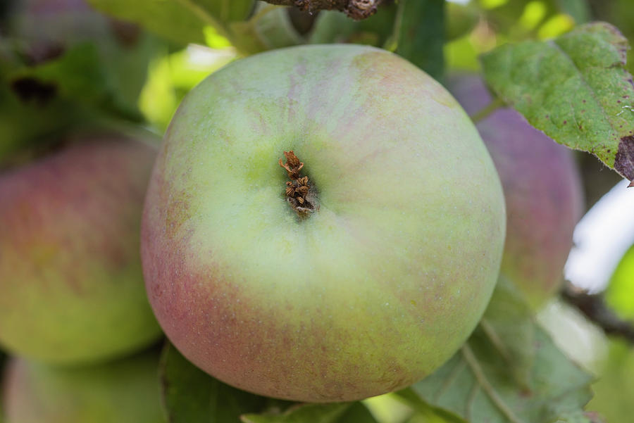'Cortland' apple, Malus domestica Photograph by Bill Pusztai | Fine Art ...