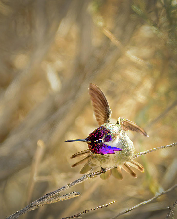Costas Hummingbird Male Stretching Photograph By Cindy Mcintyre Fine Art America