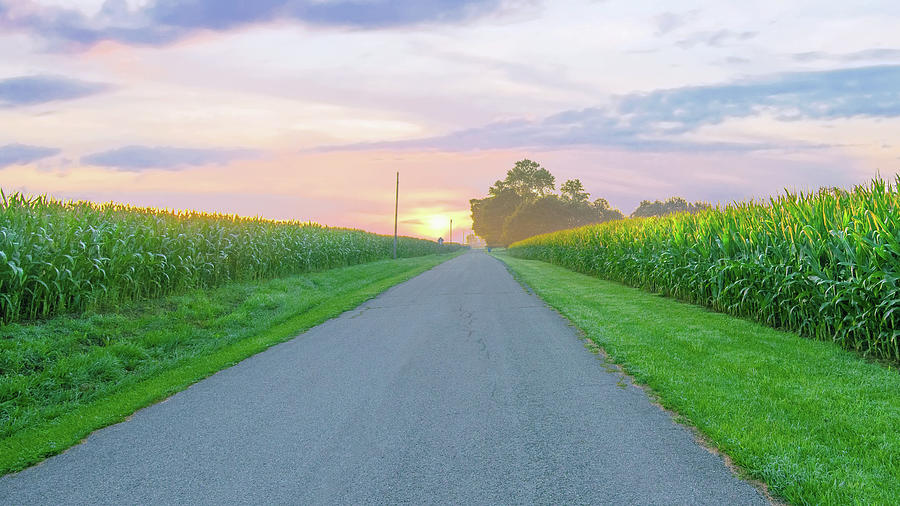 Country road through tall corn fields-Howard County, Indiana Photograph ...