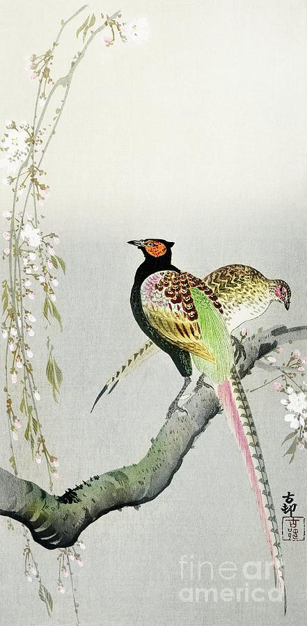 Couple pheasants and cherry blossom 1900 - 1936 by Ohara Koson 1877-1945 Painting by Shop ...
