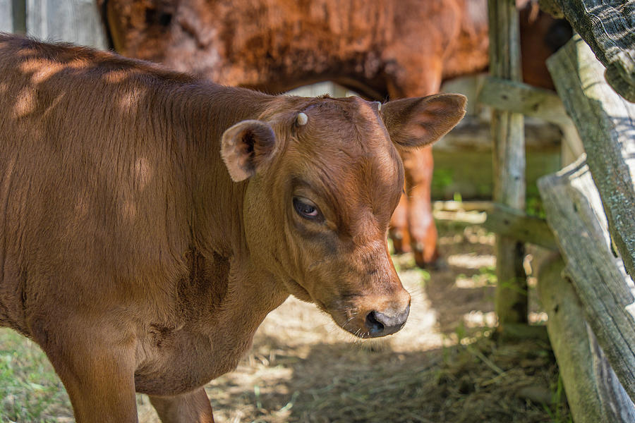 Cow Looking Angry Photograph by Anthony George Visuals - Fine Art America