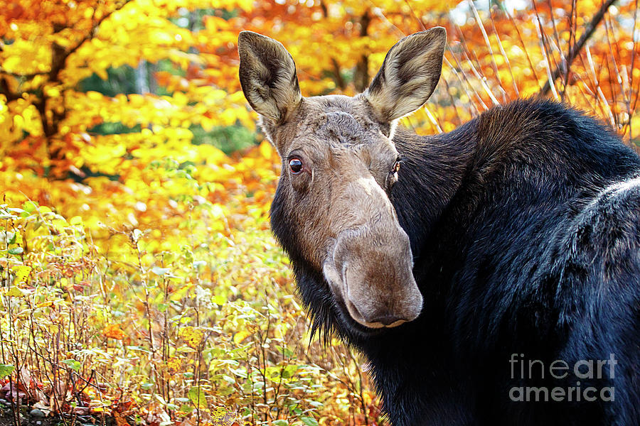 Cow Moose in the fall Photograph by Al Martinez - Fine Art America