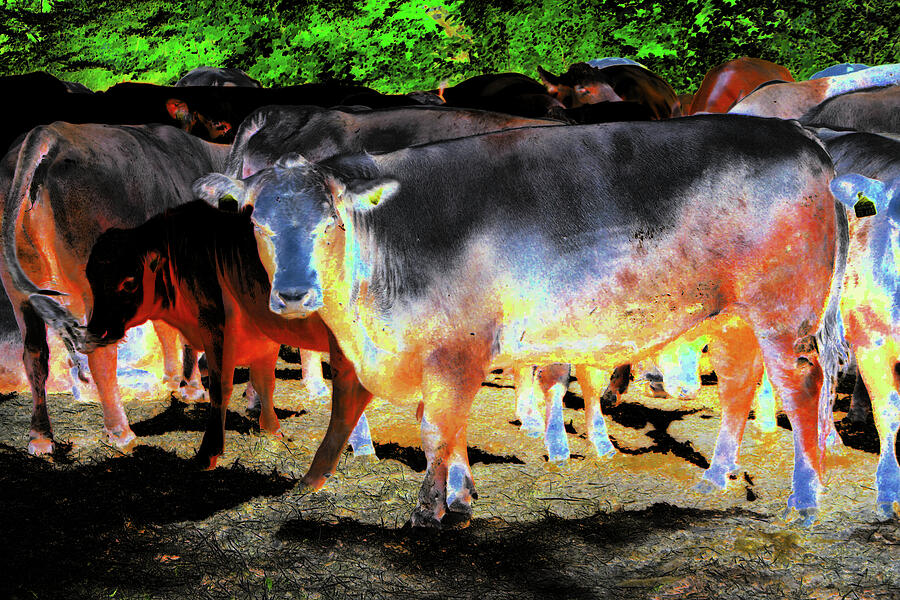 Cows on Fire Digital Art by Johanna Zettler - Fine Art America