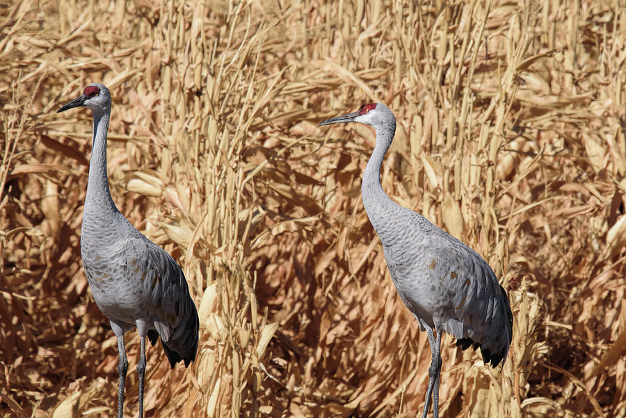 Cranes In The Corn Photograph by Lonnie Wooten - Fine Art America