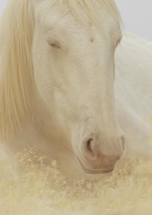 Cremello Filly Dreams Photograph by Kent Keller - Fine Art America