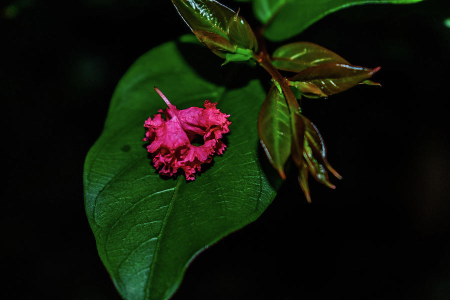 Crepe Myrtle Bloom Photograph by Lexi Wysong | Pixels Crepe Myrtle Bloom Photograph by Lexi Wysong | Pixels