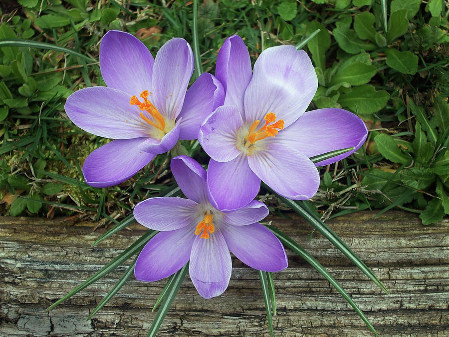 Crocus Trio Photograph by Doug Lieb - Fine Art America