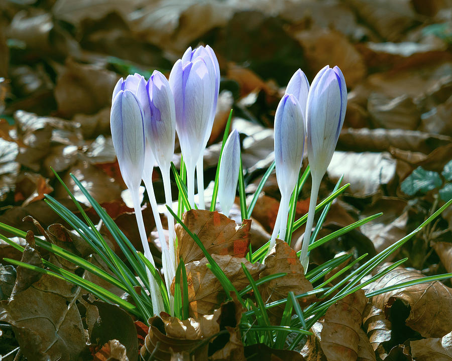 Crocuses Photograph by John Wright - Fine Art America