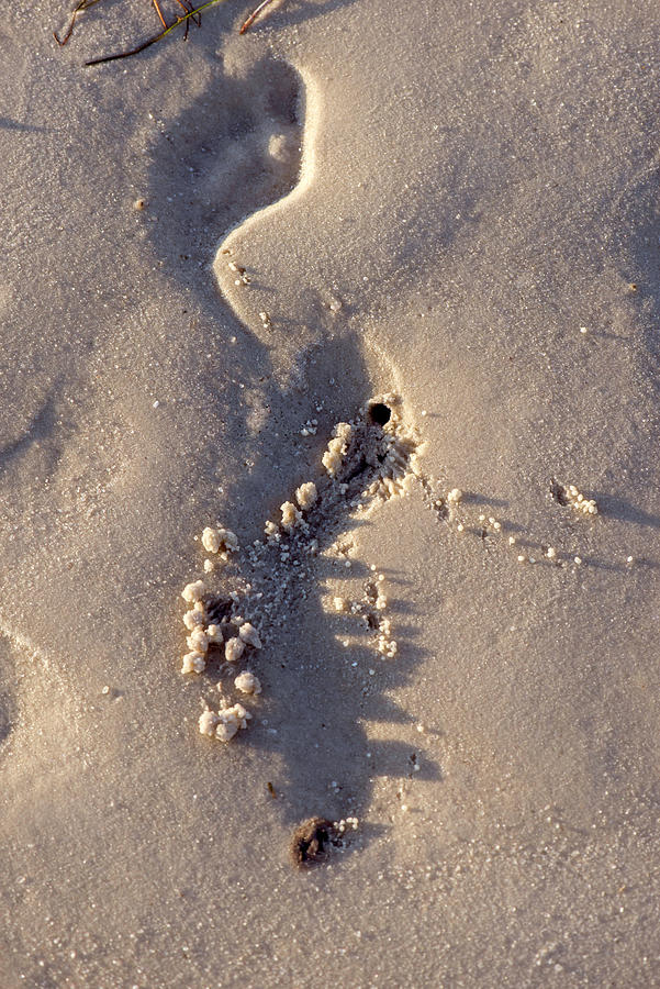 Crossed Paths Photograph by Thomas E Johnson - Fine Art America