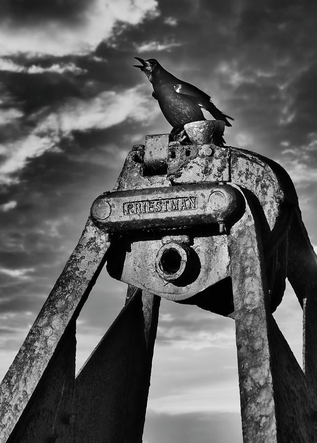 Crow singing at night Photograph by Fabrice Jolivet - Fine Art America