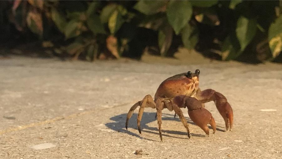 Crustacean Photograph by Ryan Hahn - Fine Art America