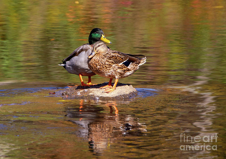 Cuddle Ducks Photograph by Kevin McCarthy - Fine Art America