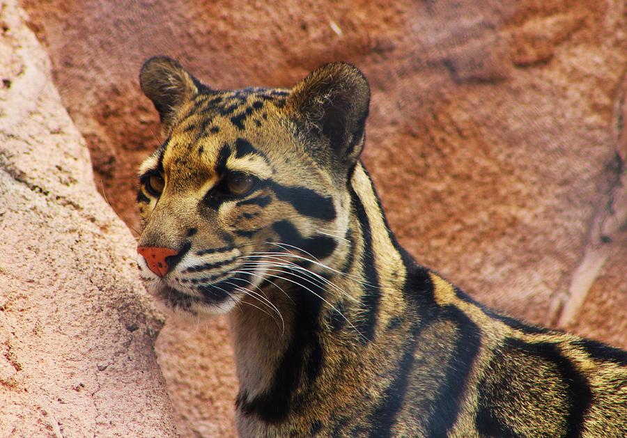 Curious Clouded Leopard Photograph By Brittney Powers Fine Art America