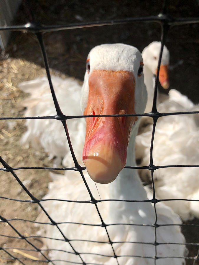 Curious Goose Photograph by Emma Rose - Fine Art America