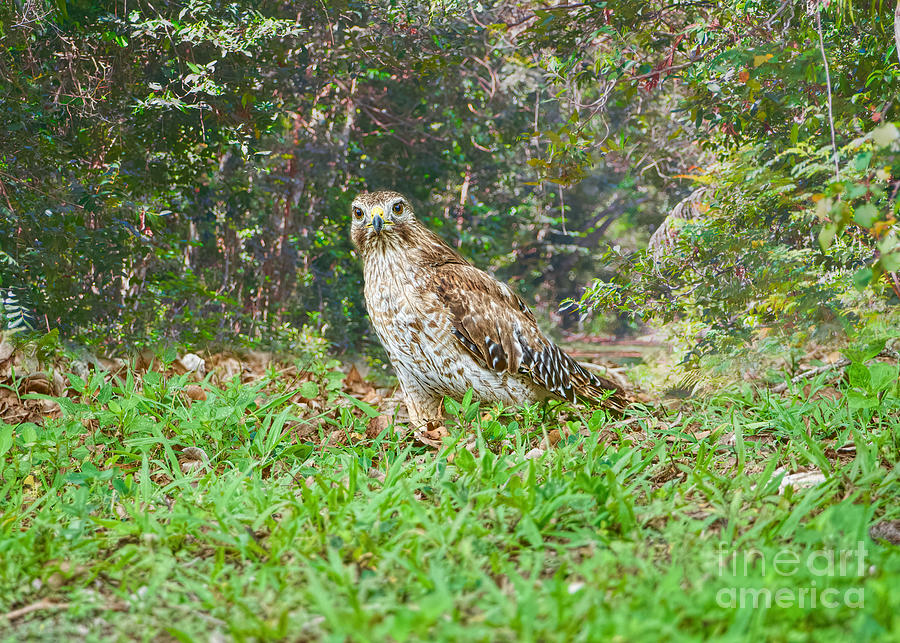 Curious Hawk Photograph by Judy Kay - Fine Art America