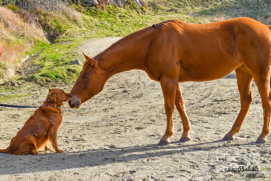 Curious Horse meets Dog Photograph by Rachelle Celebrity Artist - Pixels