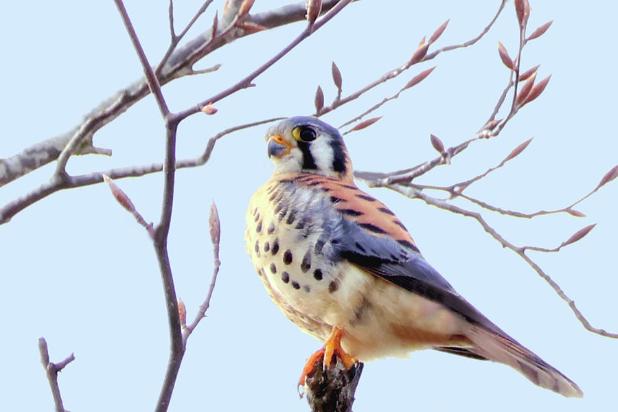 Curious Kestrel Photograph By Debra Orlean Fine Art America