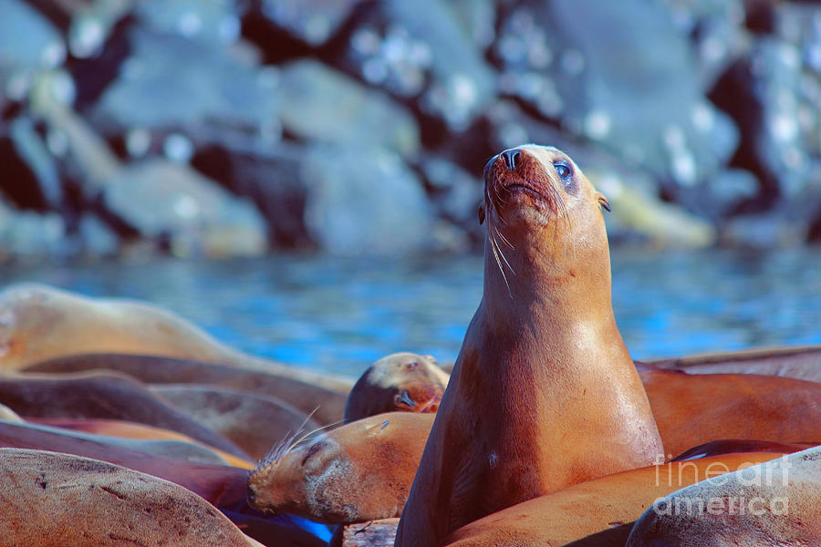 Curious Seal Photograph By Loretta Jean Photography Fine Art America