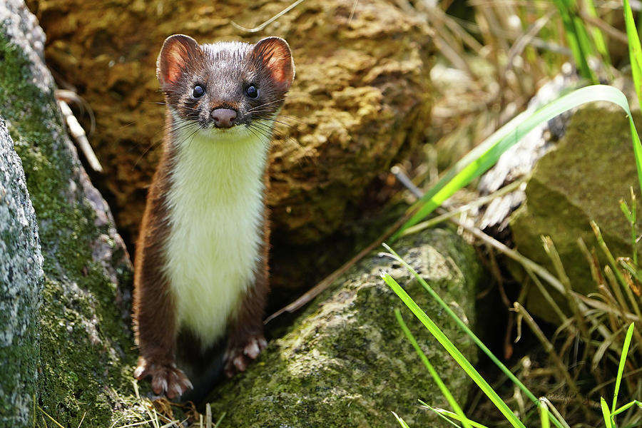 Curious Stoat Photograph by Jennifer Sigmon - Fine Art America