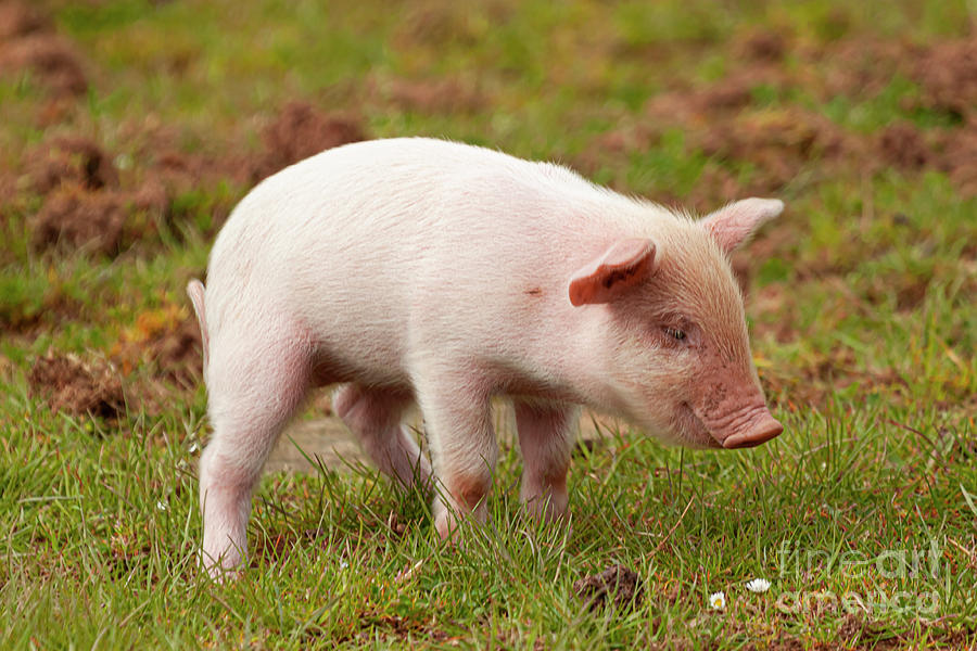 Cute Little Piglet On The Farm Photograph by Munir Akkaya - Pixels