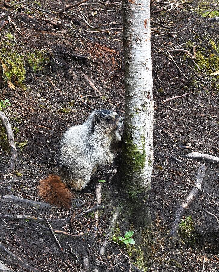 Cute Marmot Photograph by Vicky Sweeney - Fine Art America