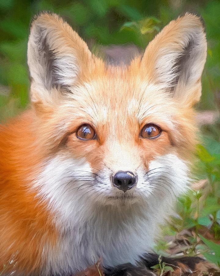 Cute Red Fox Photograph by Susan Rydberg - Pixels