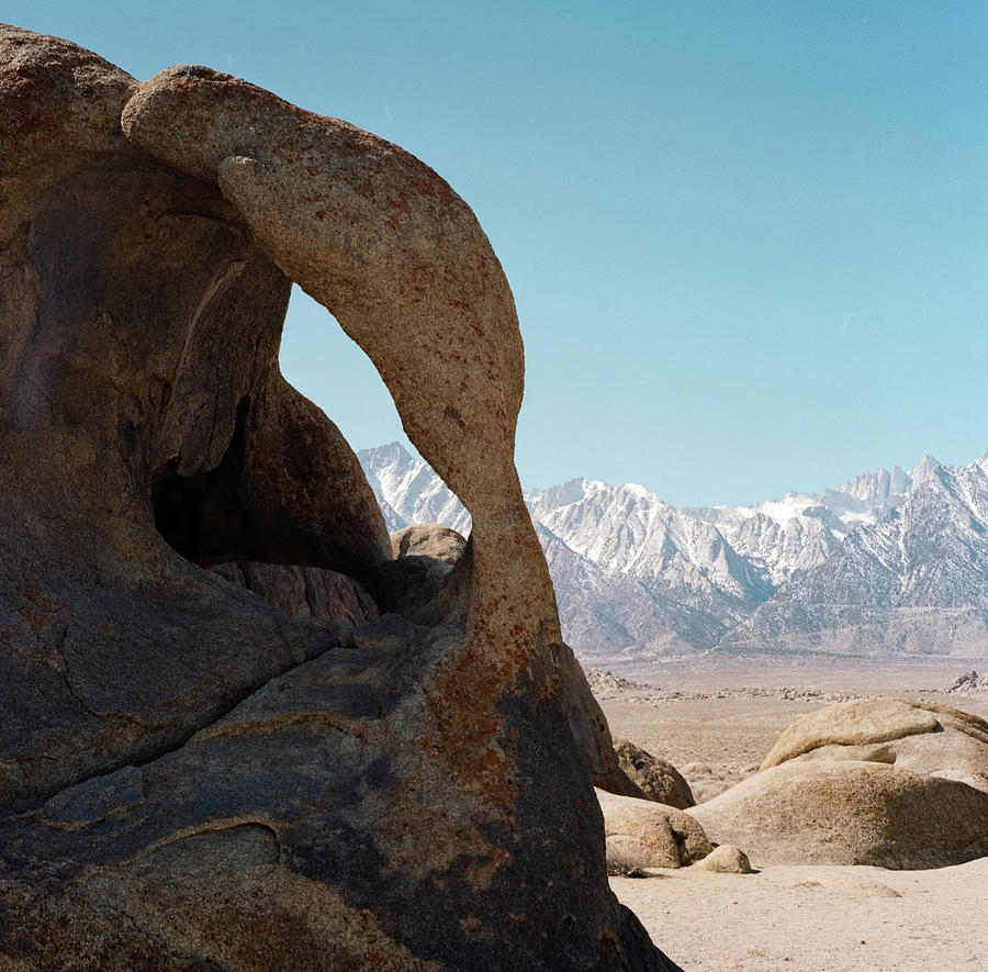 Cyclops Skull Photograph by Garrison Littell - Fine Art America