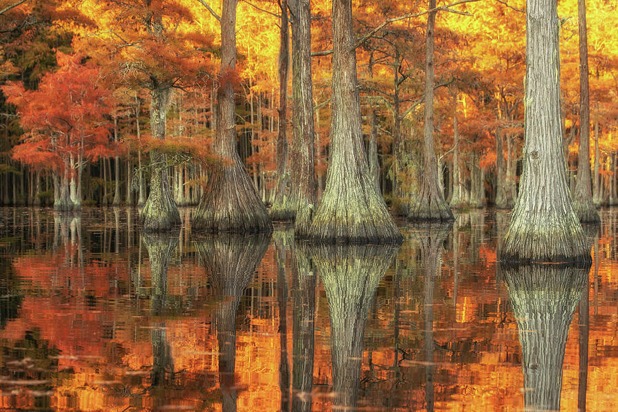 Cypress Bayou Photograph by Ekaterina Romanova - Fine Art America