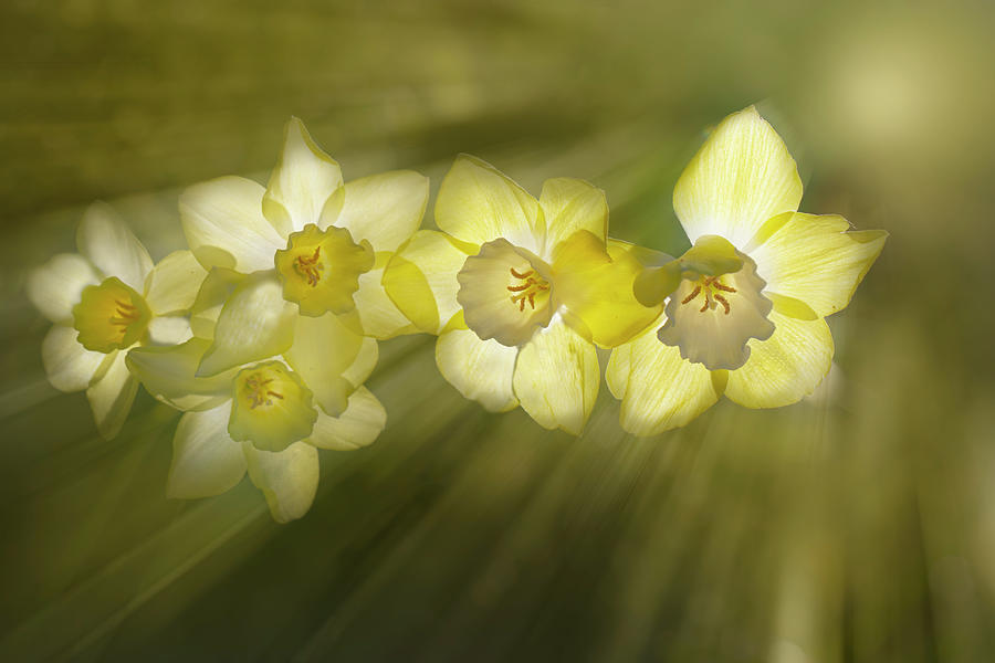 Daffodil Ray Photograph by Alinna Lee - Fine Art America