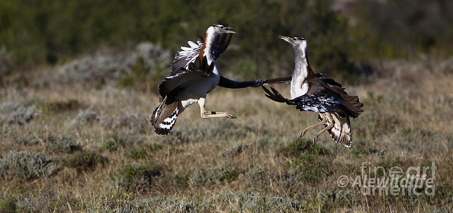 Dancing Bustards Pyrography by Andre Erasmus - Fine Art America