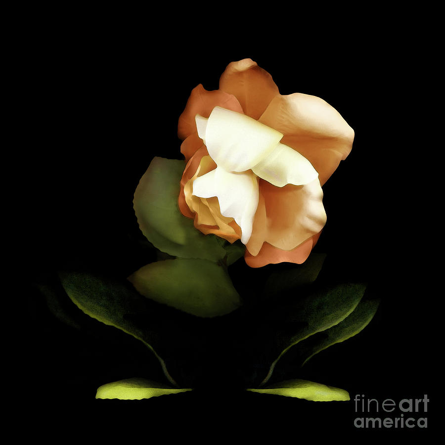 Dancing Rose Digital Art by Dee Ross - Fine Art America