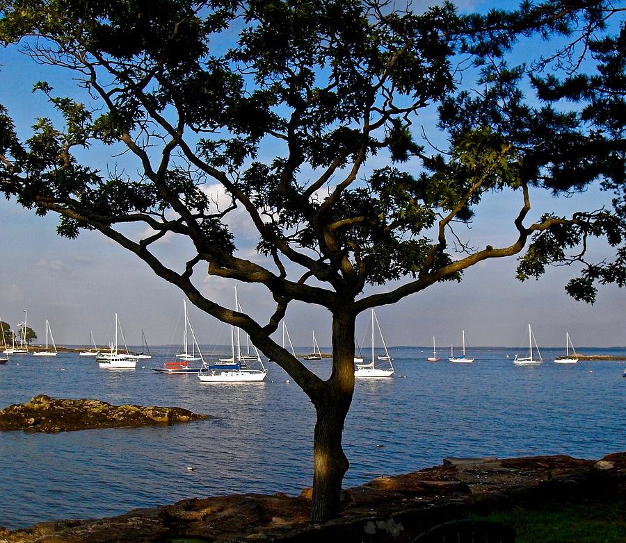 Dancing Tree 1 Photograph by Susan McVicar - Fine Art America