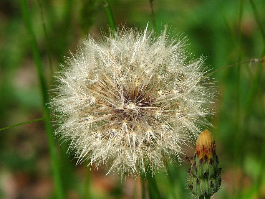Dandelion Pappi Photograph by Janet Morrison - Pixels