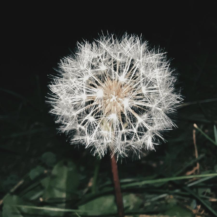Dandelions in Spring Photograph by Sarah Tuco - Fine Art America